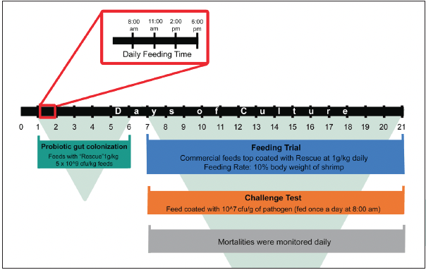 Feed supplementation with a Bacillus probiotic blend for control of ...